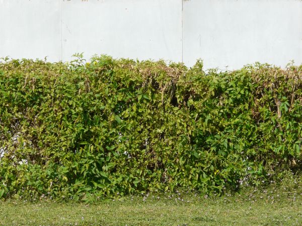 tall grass texture 0035 - Texturelib